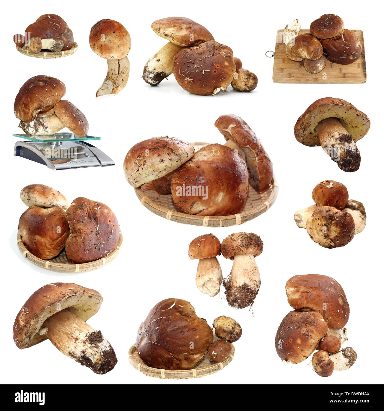 collection of fungi porcini ready for cooking isolated over white ...