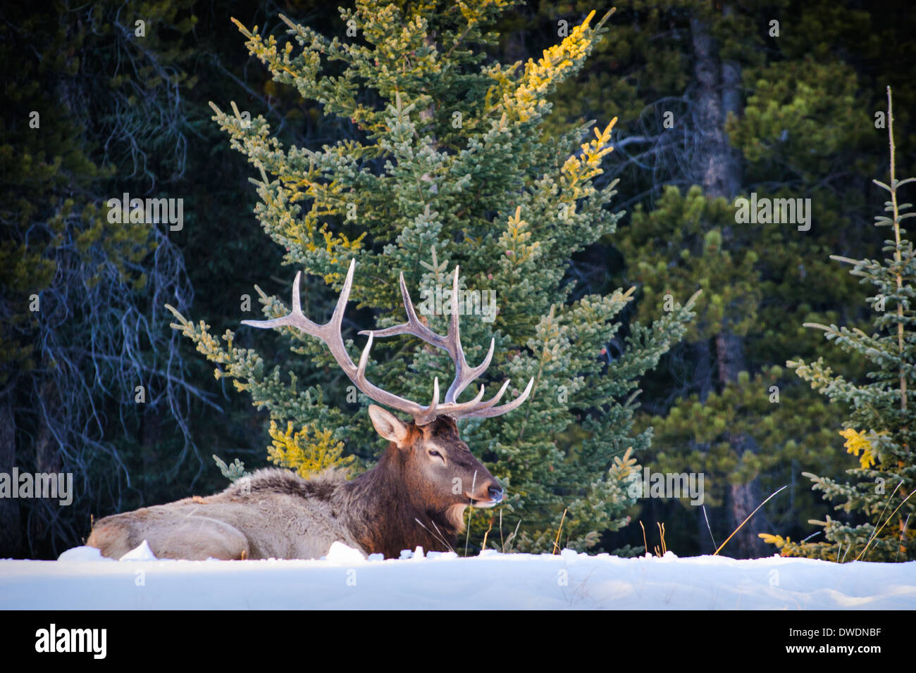 Wild Elk resting in a snow covered mountain meadow, Banff National Park ...