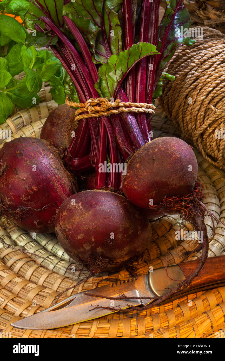 Beetroot fresh from the vegetable patch Stock Photo - Alamy