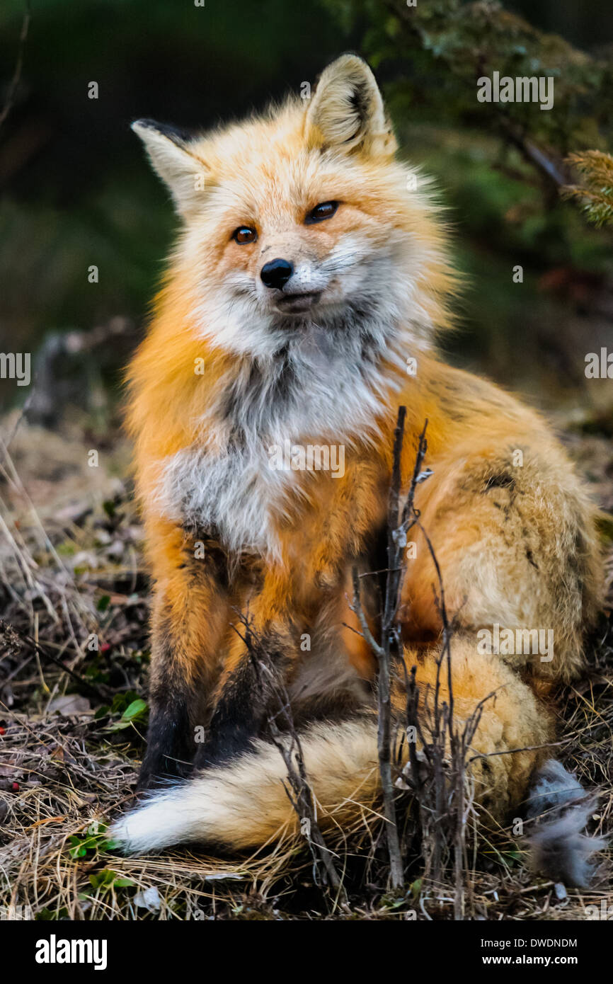 Wild Red Fox, Jasper National Park Alberta Canada Stock Photo - Alamy