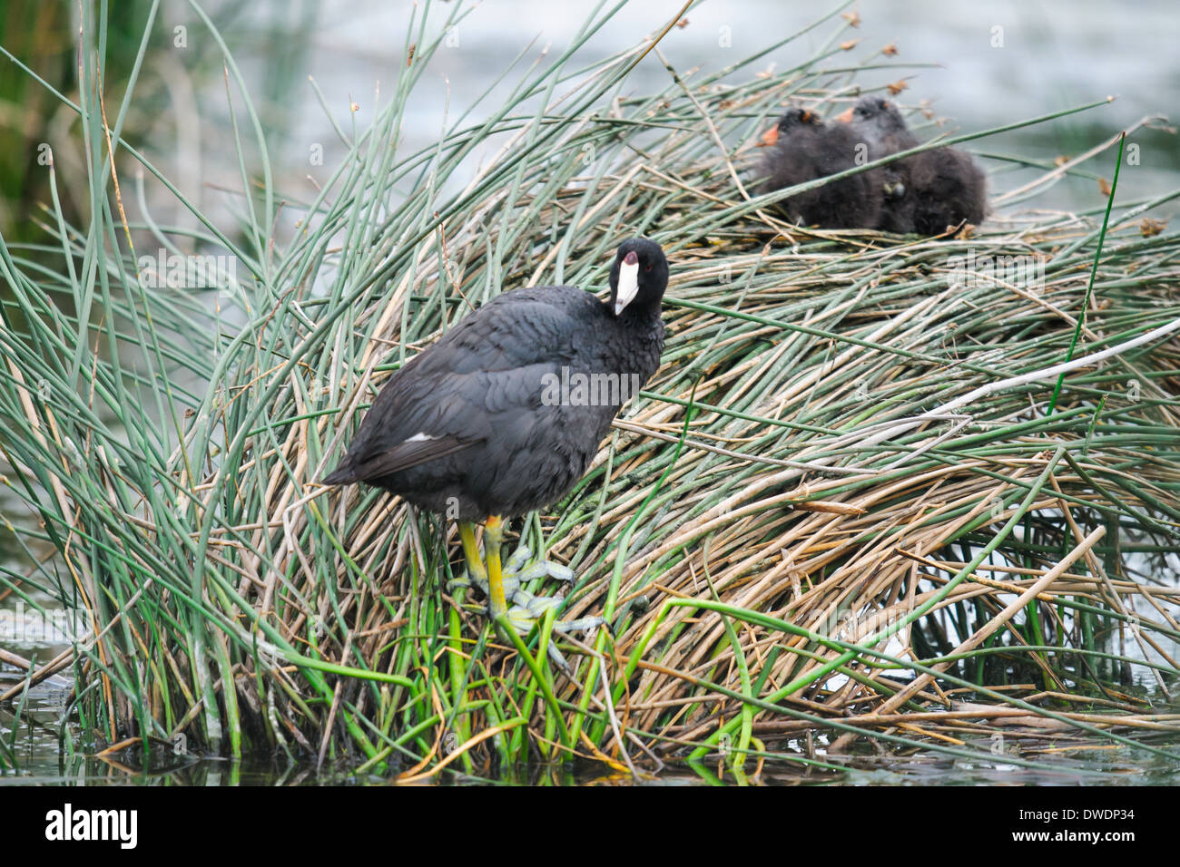 Young coot hi-res stock photography and images - Alamy