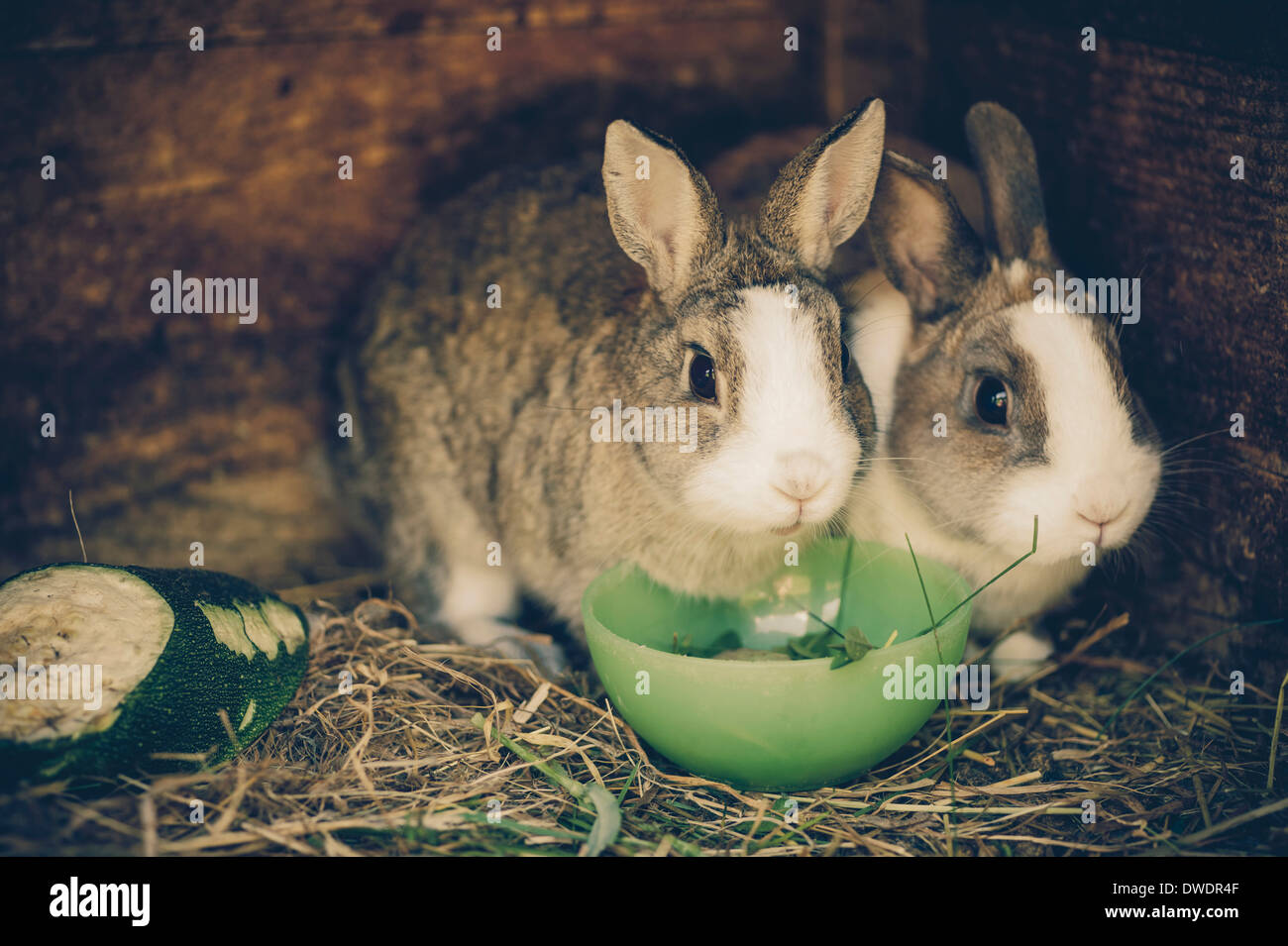 Two rabbits hi-res stock photography and images - Alamy