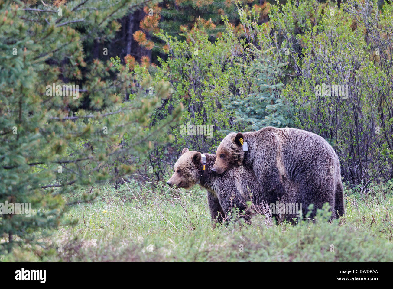Grizzly bears mating hi-res stock photography and images - Alamy