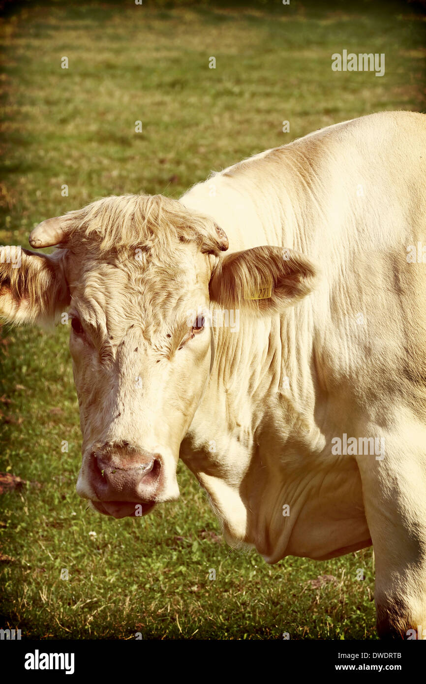 Cow Front View High Resolution Stock Photography and Images - Alamy