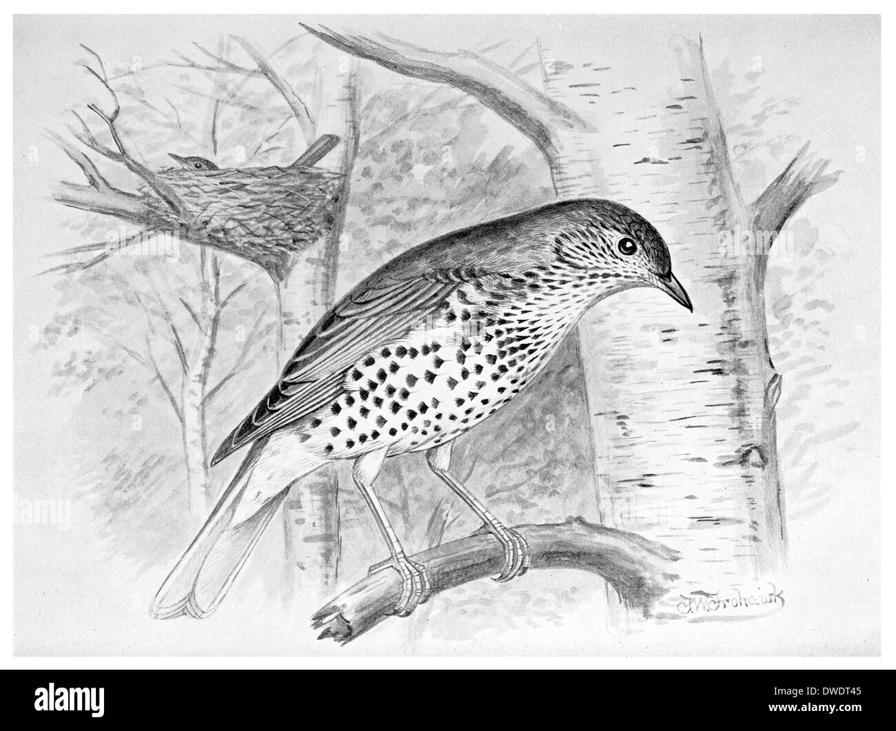 Bird birds thrush Black and White Stock Photos & Images - Alamy