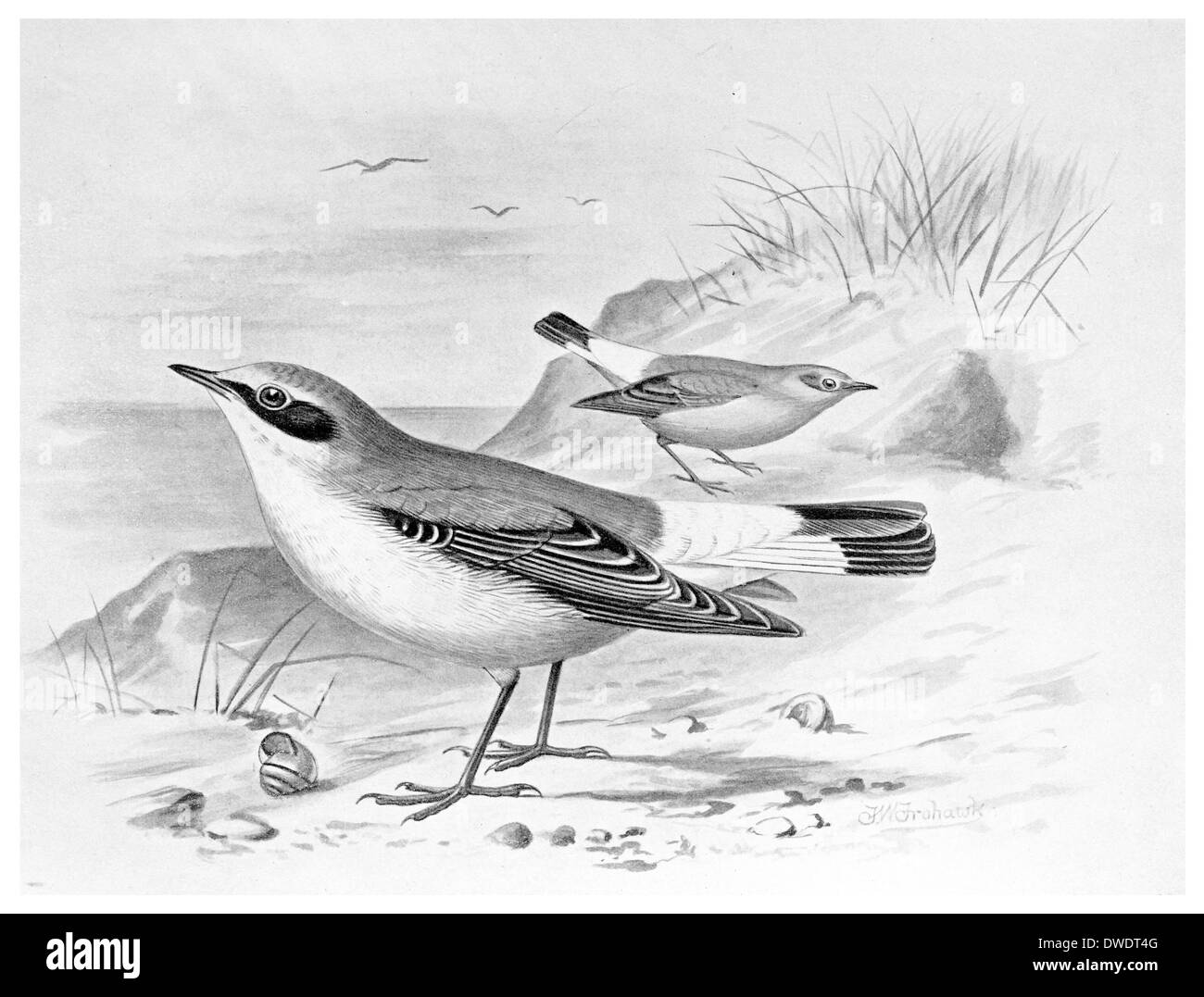 Wheatear Black and White Stock Photos & Images - Alamy
