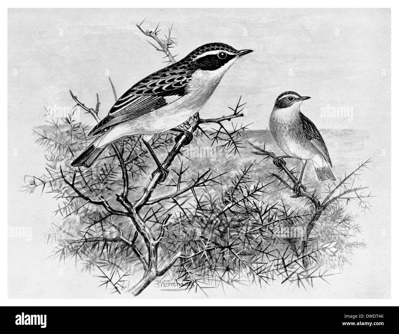 Whinchat Black and White Stock Photos & Images - Alamy