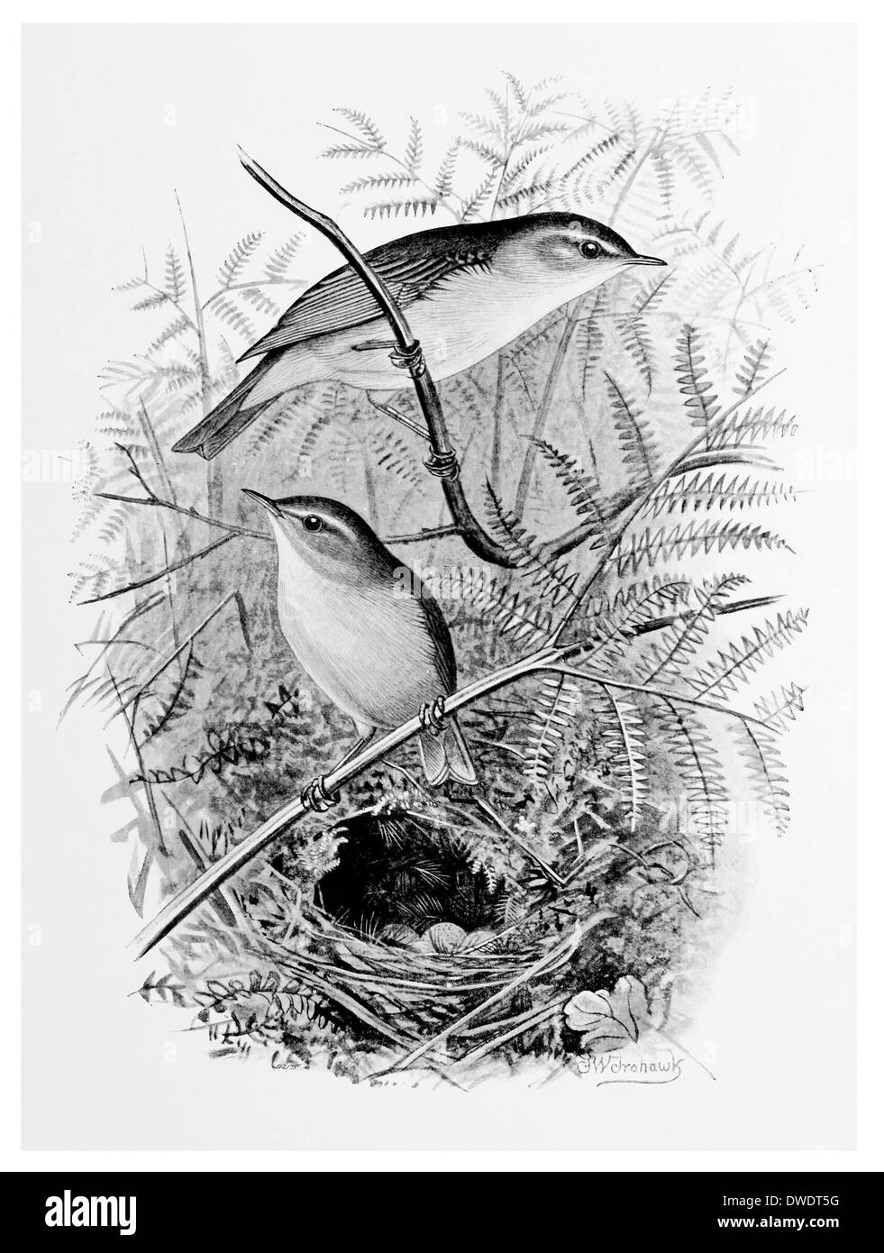 Warbler nest hi-res stock photography and images - Alamy