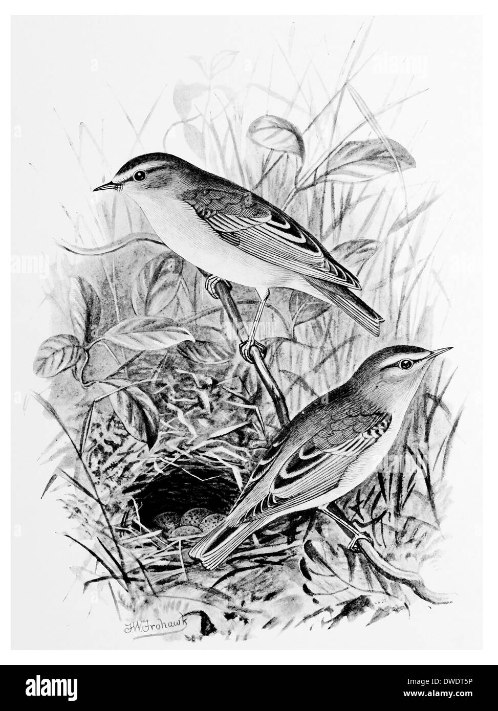 Wood warbler nest hi-res stock photography and images - Alamy