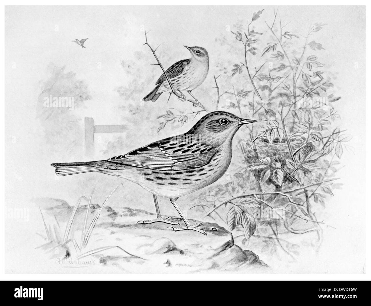 Hedge book Black and White Stock Photos & Images - Alamy