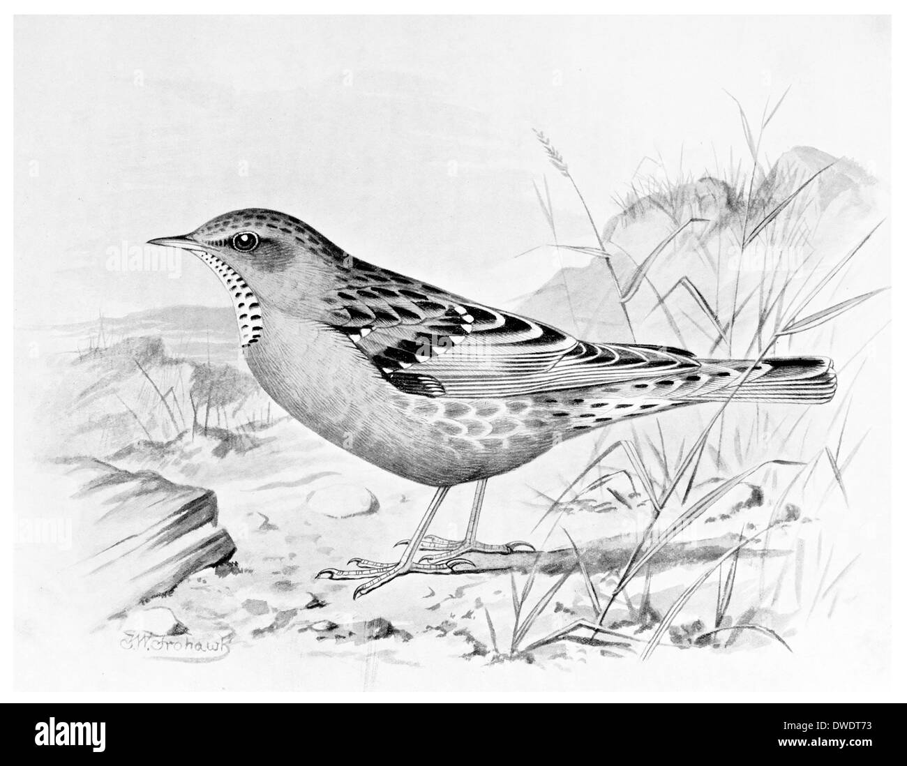 Early alpine Cut Out Stock Images & Pictures - Alamy