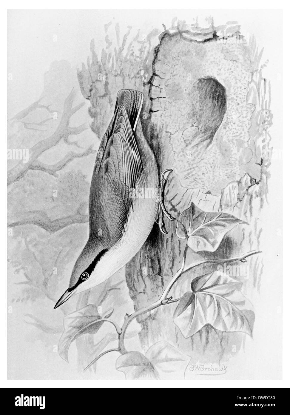 Nuthatch birds Black and White Stock Photos & Images - Alamy