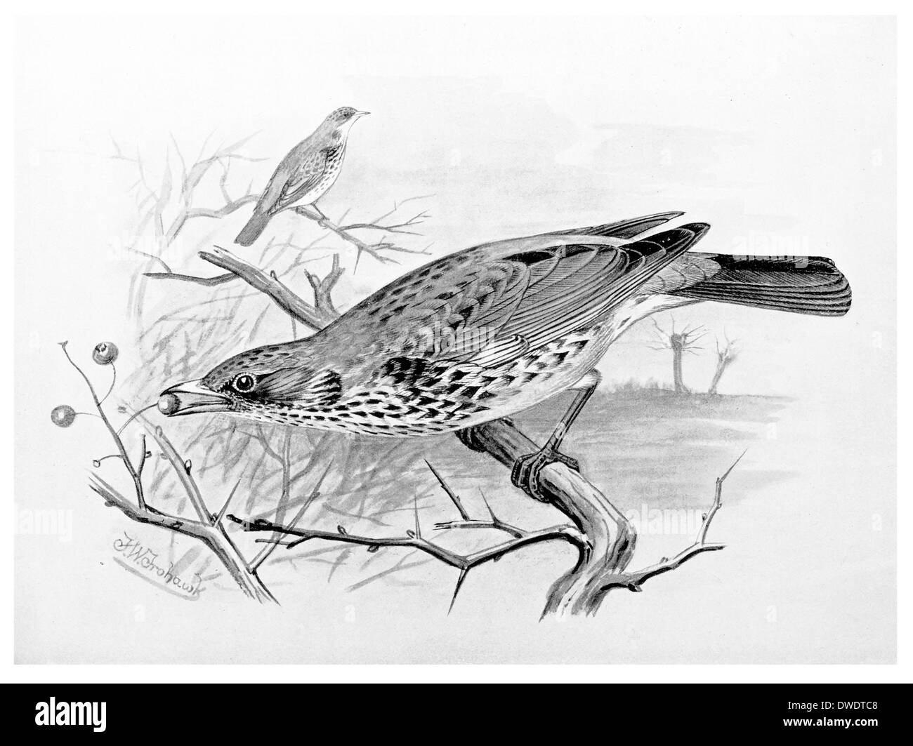 Fieldfare flock hi-res stock photography and images - Alamy