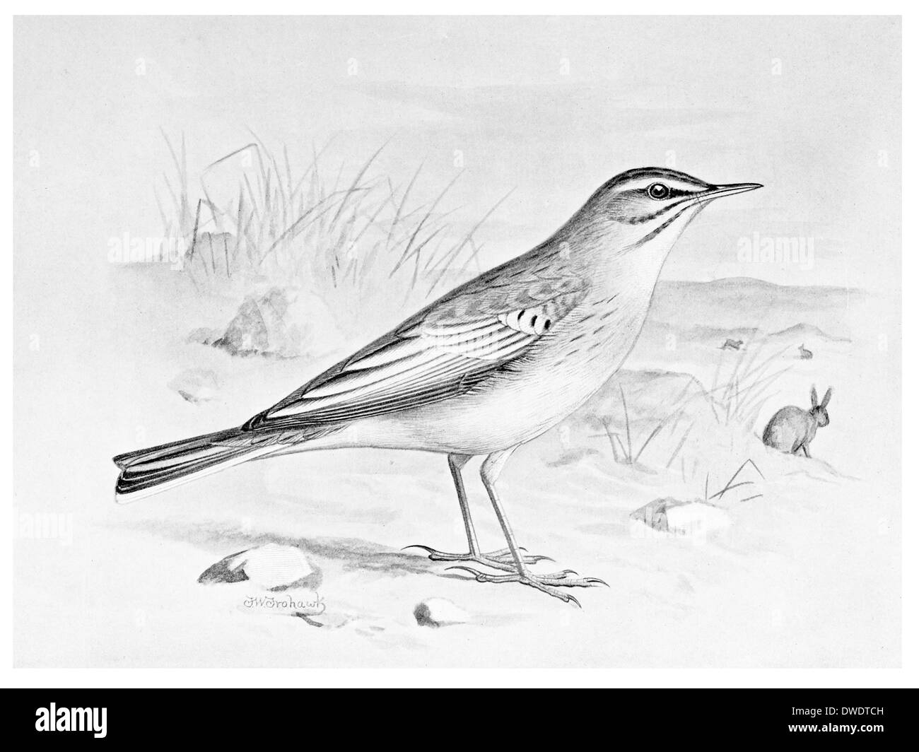 Pipit photo hi-res stock photography and images - Alamy