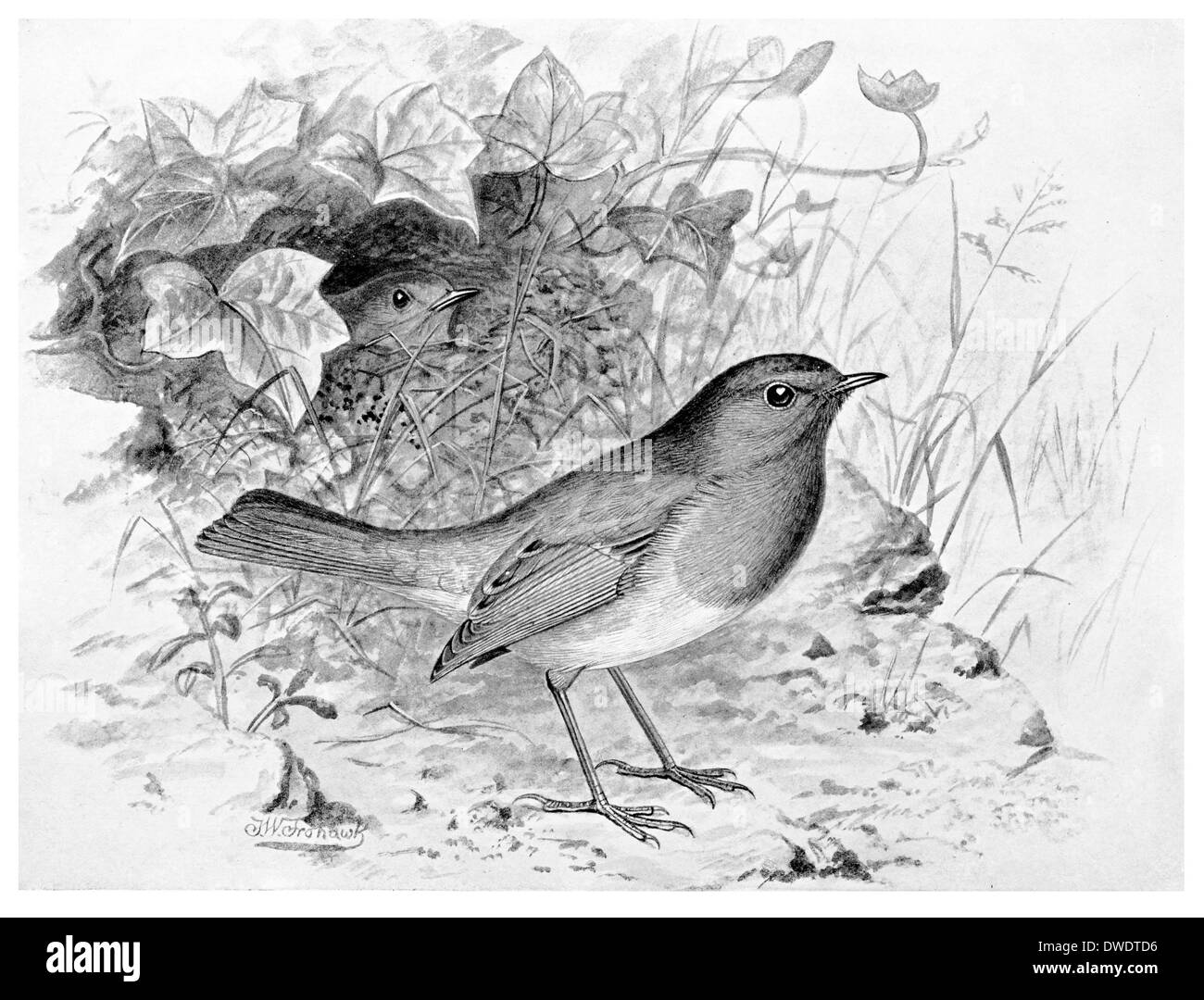 Redbreast class hi-res stock photography and images - Alamy