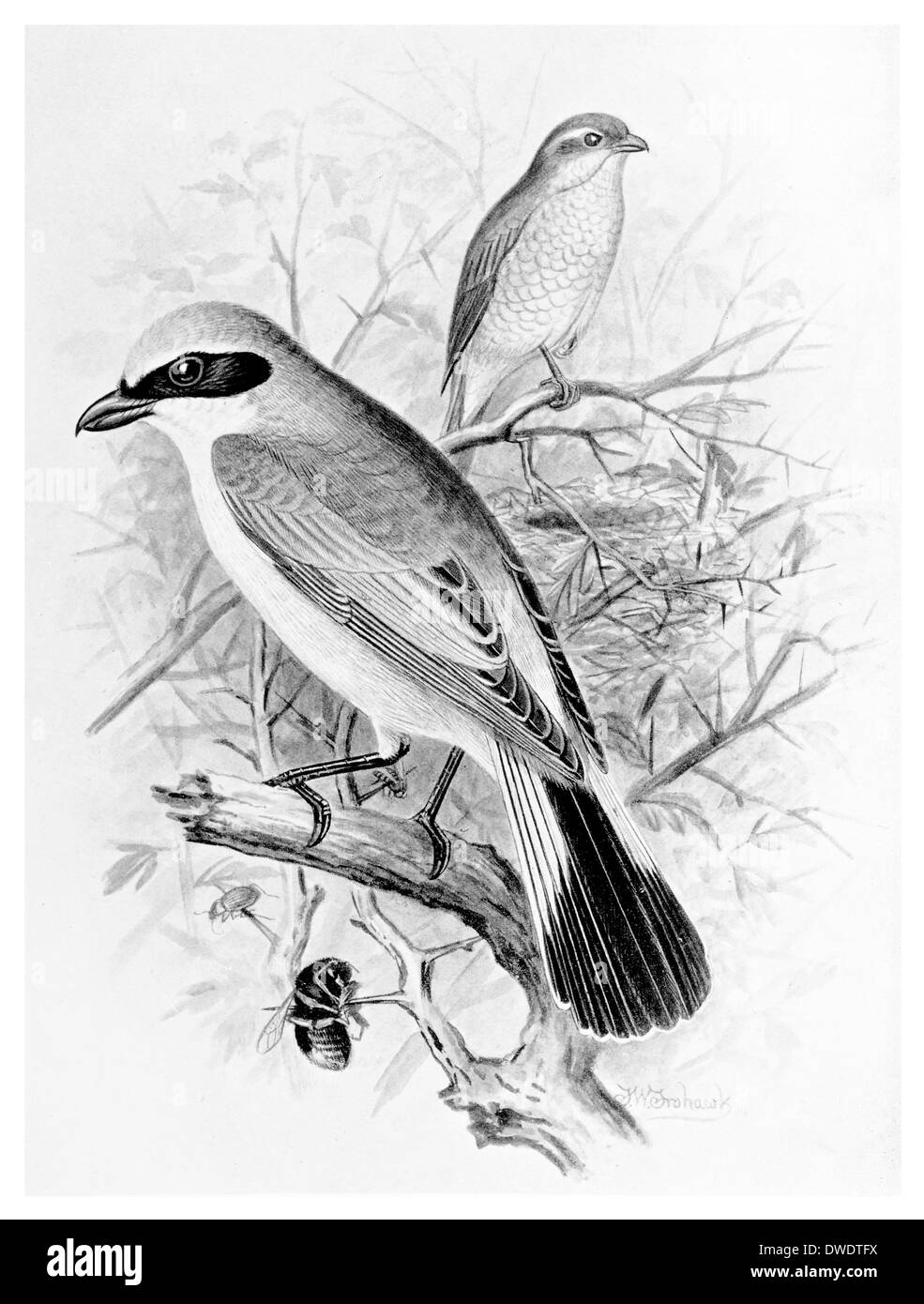 Northern Shrike In Flight Shrike (Northern) - 0501 | Birds of prey ...