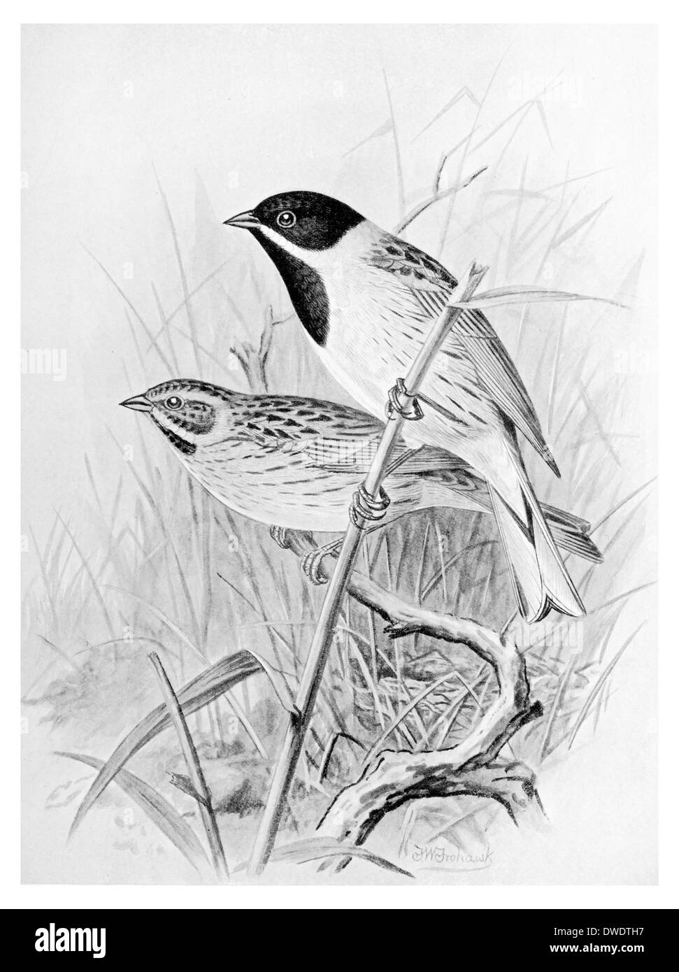Bunting magazine bird photo hi-res stock photography and images - Alamy