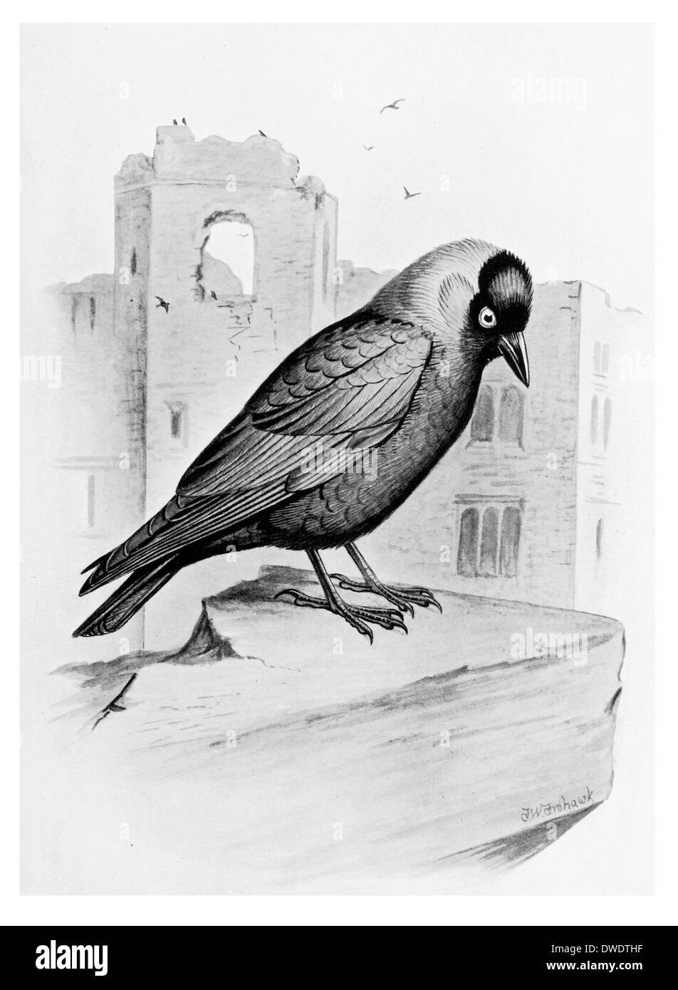 Jackdaw wing Cut Out Stock Images & Pictures - Alamy