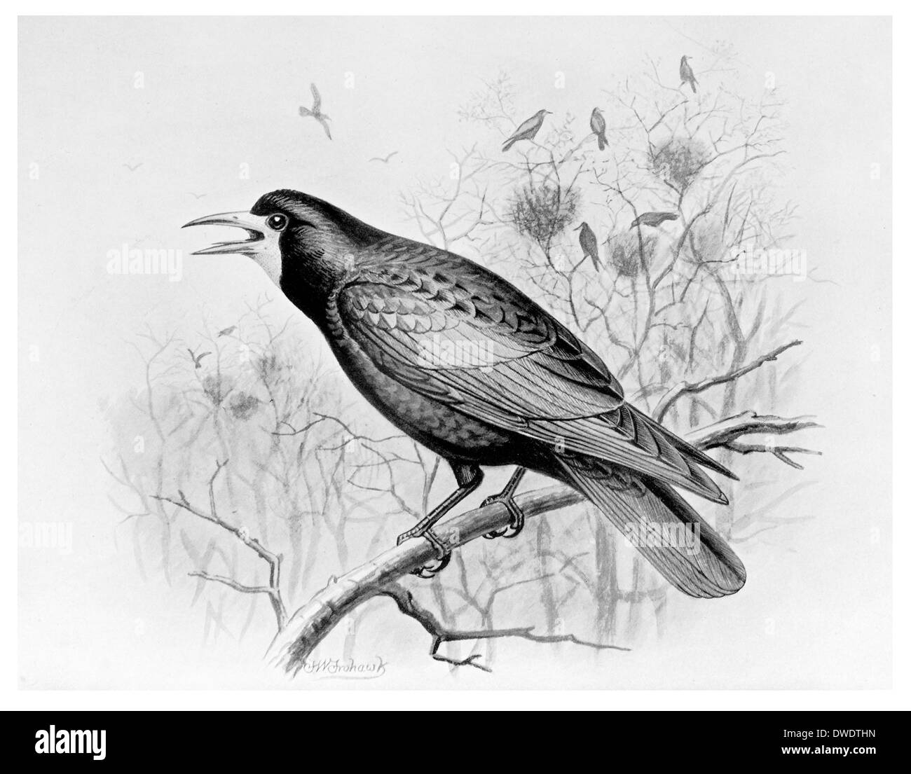 Rook egg hi-res stock photography and images - Alamy