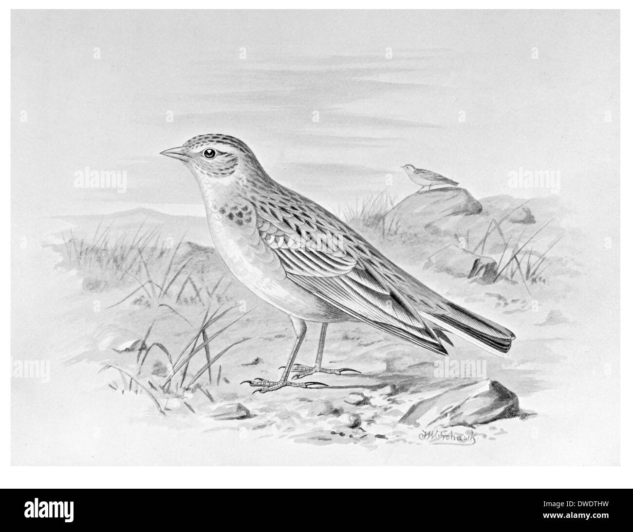 Lark Black and White Stock Photos & Images - Alamy