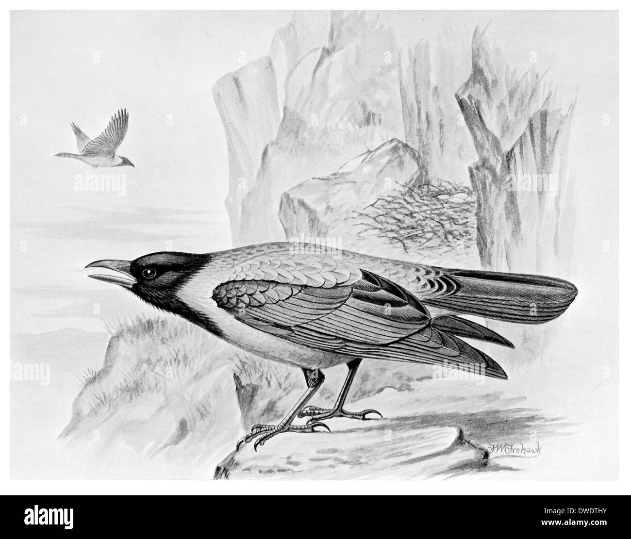 Two black crow Black and White Stock Photos & Images - Alamy