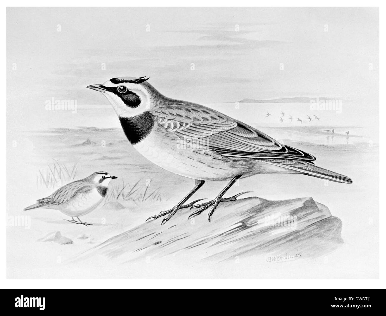 Lark Black and White Stock Photos & Images - Alamy