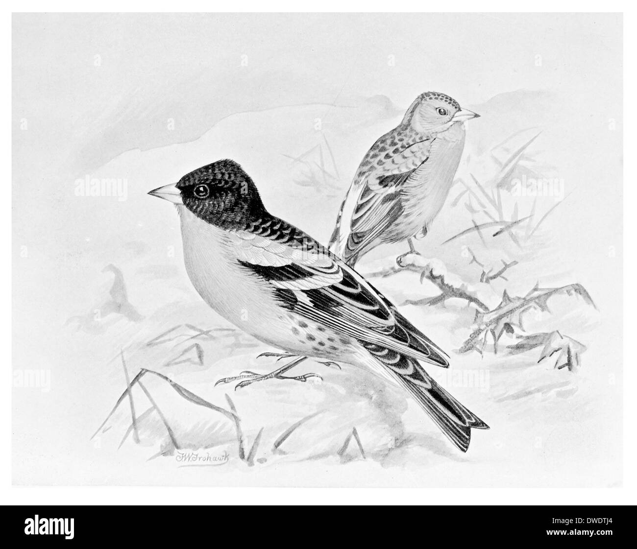 Brambling egg hi-res stock photography and images - Alamy