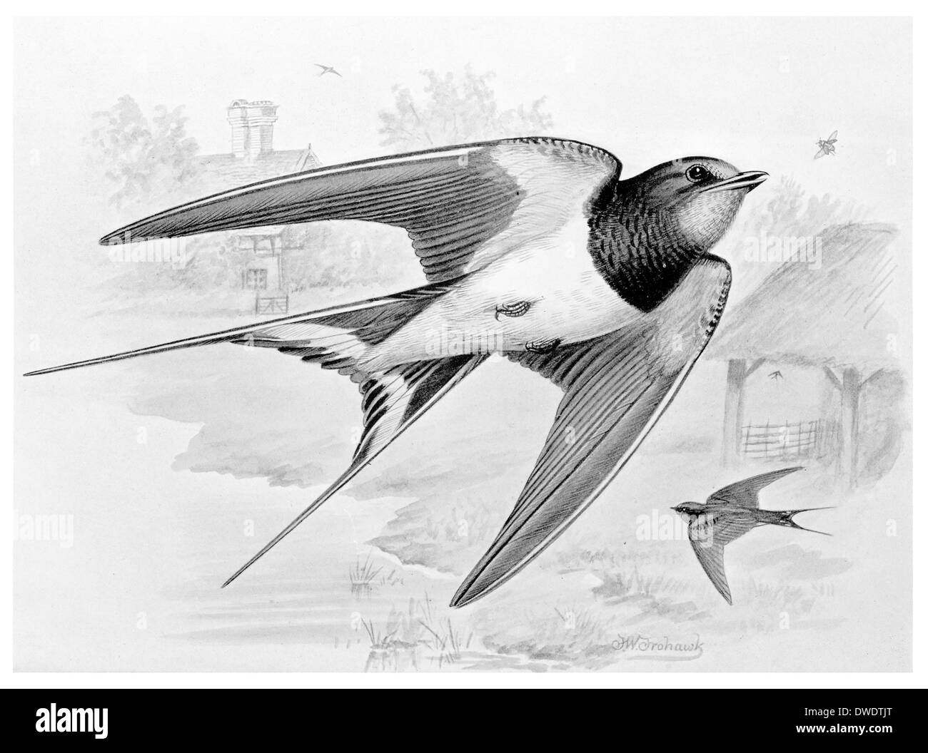 Swallow painting hi-res stock photography and images - Alamy