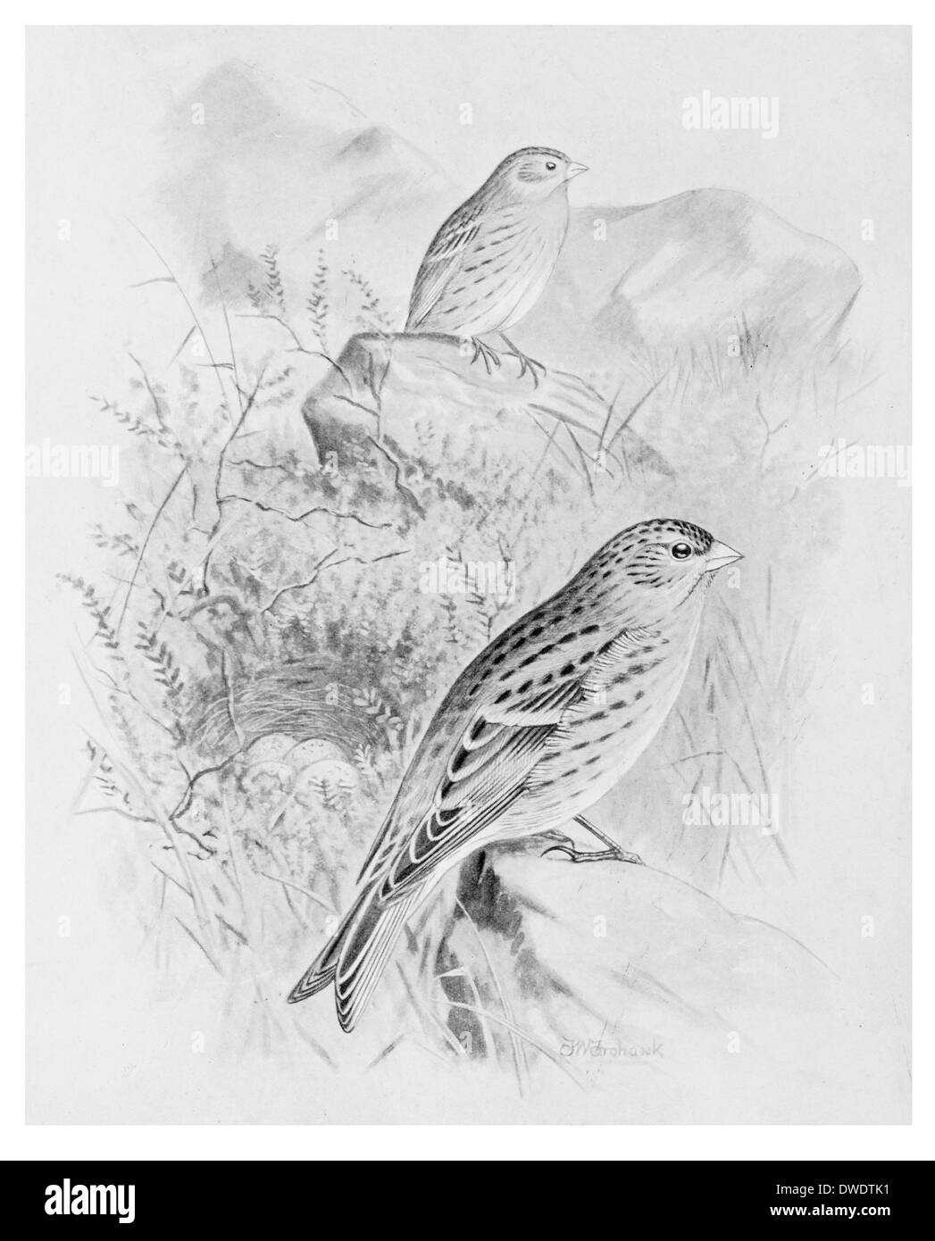 Twite Black and White Stock Photos & Images - Alamy