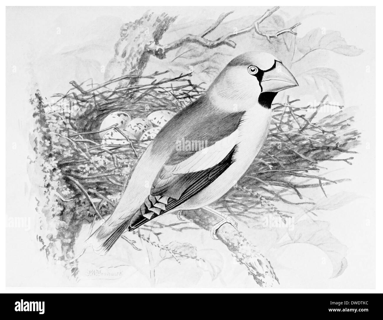 Hawfinch Black and White Stock Photos & Images - Alamy
