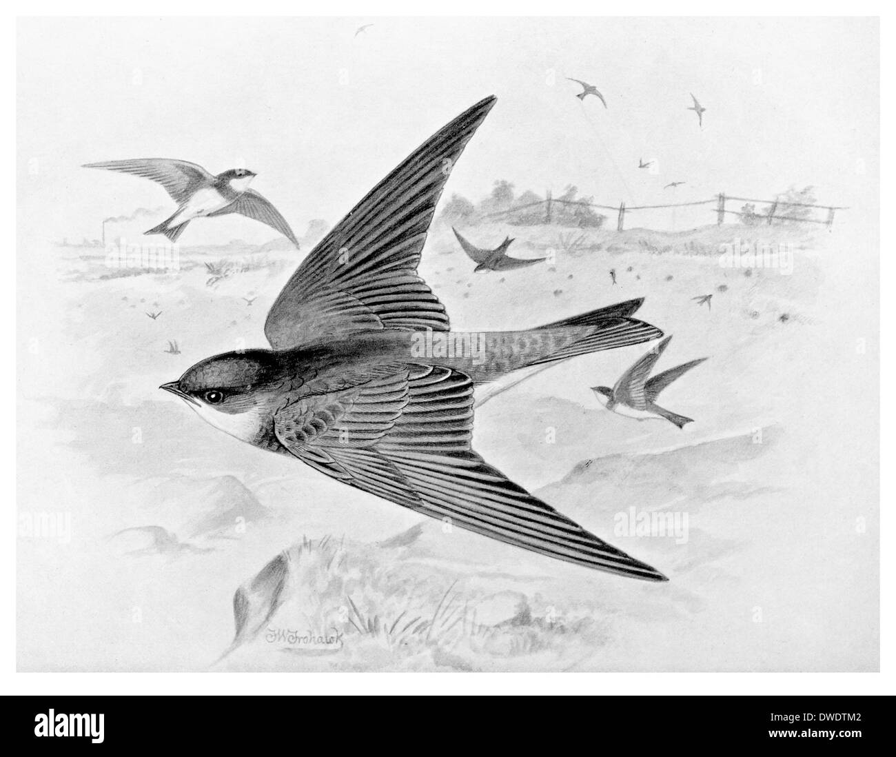 Master martin Black and White Stock Photos & Images - Alamy