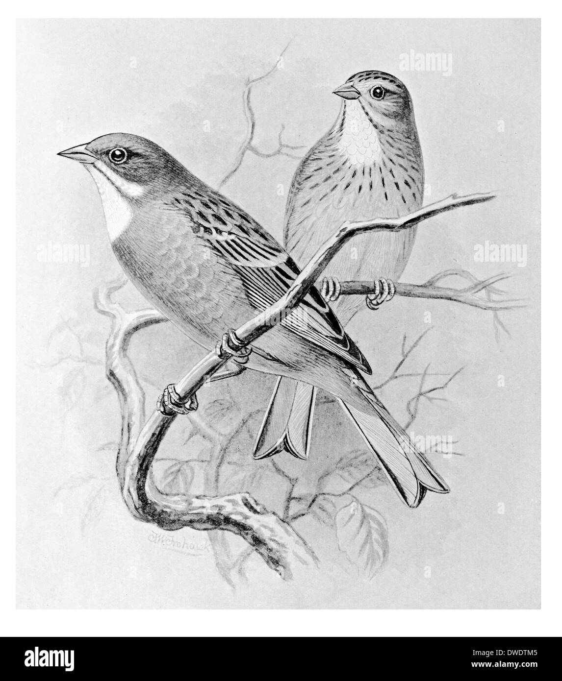 Bunting magazine bird photo hi-res stock photography and images - Alamy