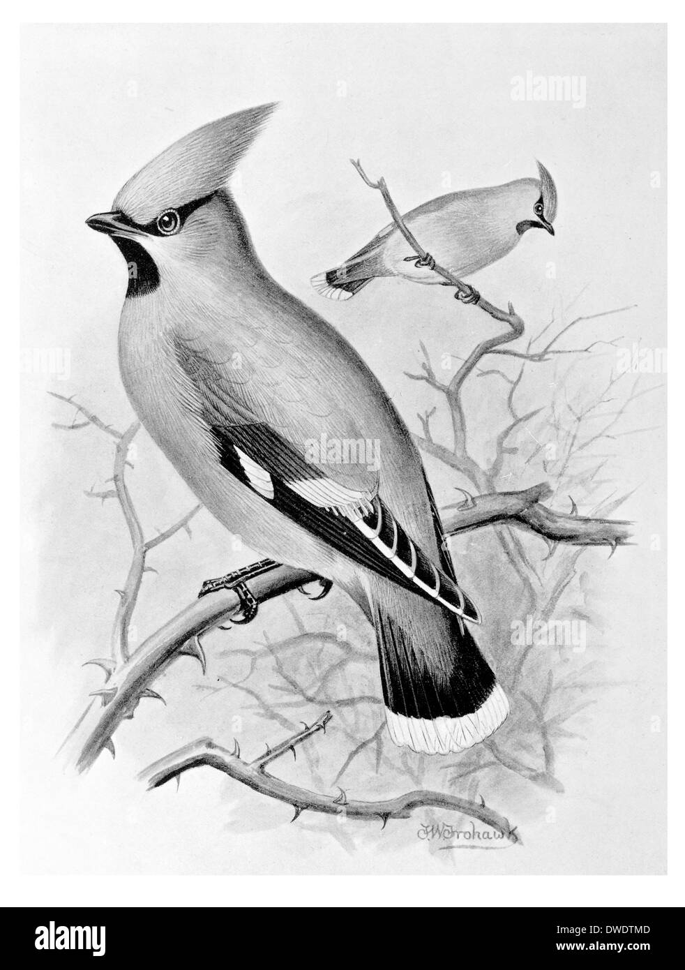 Passerines illustration Cut Out Stock Images & Pictures - Alamy