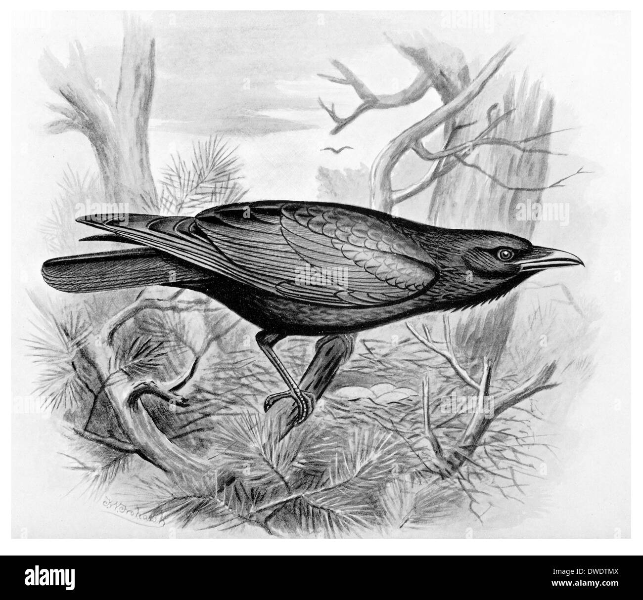 Two black crow Black and White Stock Photos & Images - Alamy