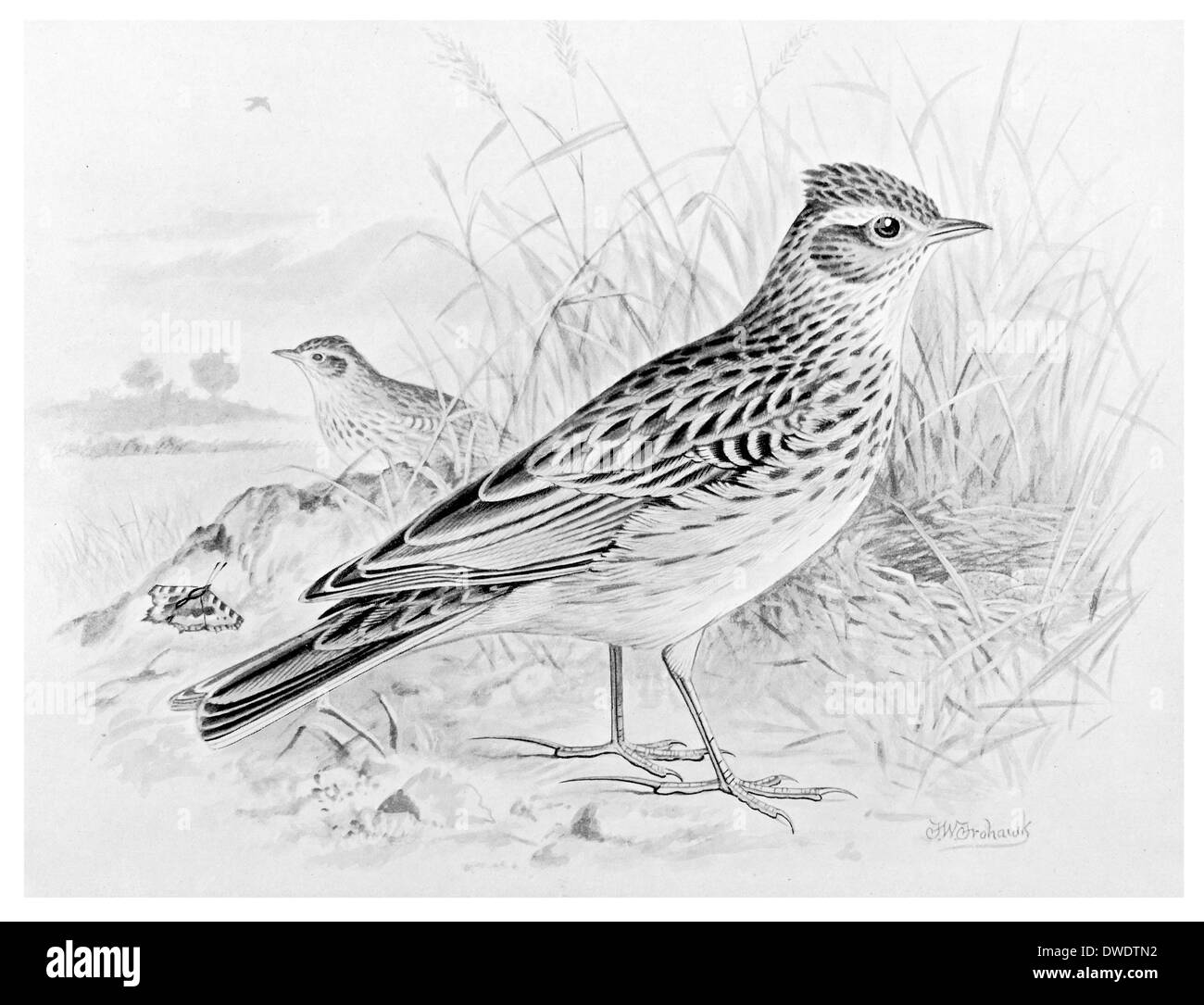 Lark Black and White Stock Photos & Images - Alamy