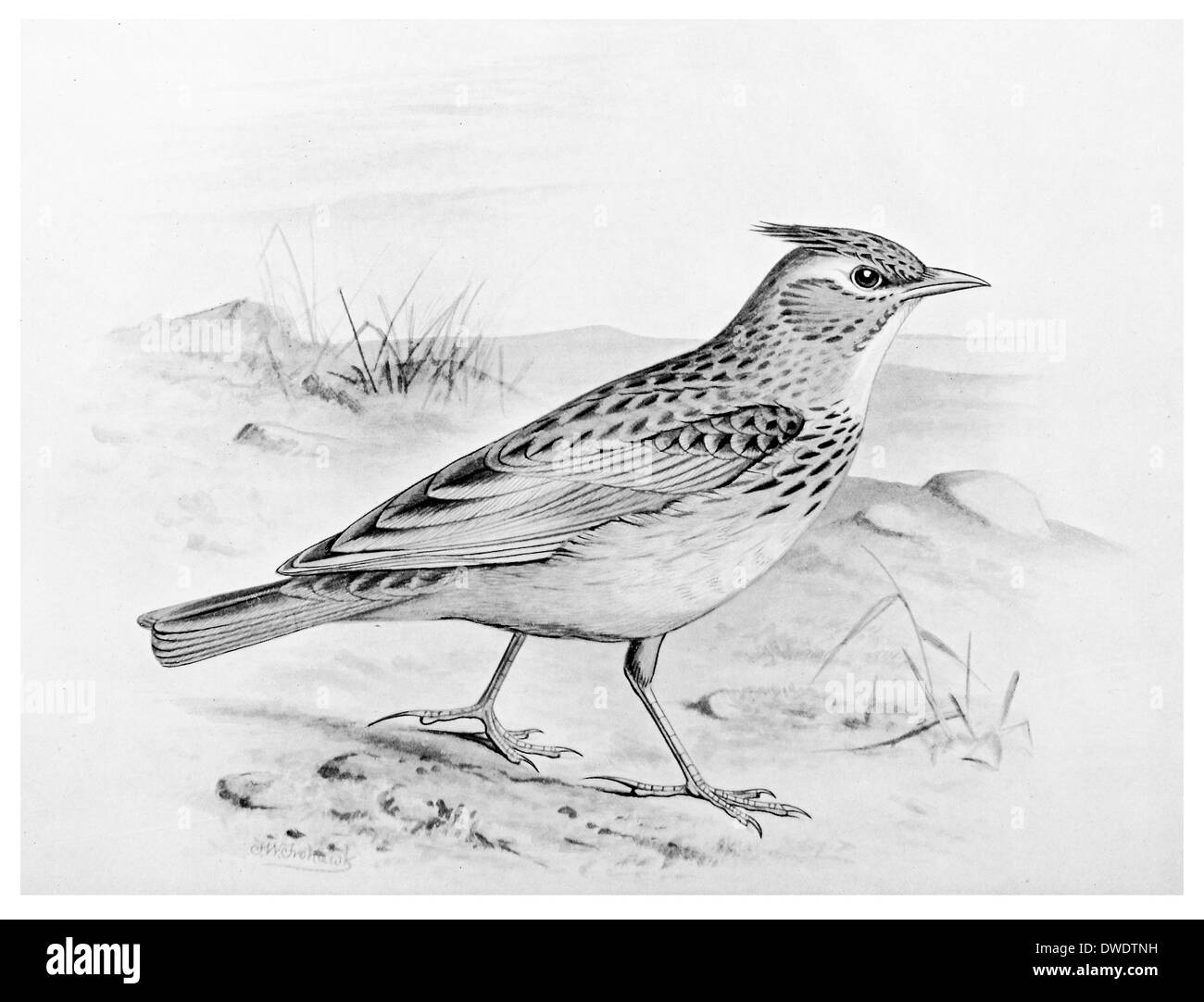 Lark Black and White Stock Photos & Images - Alamy