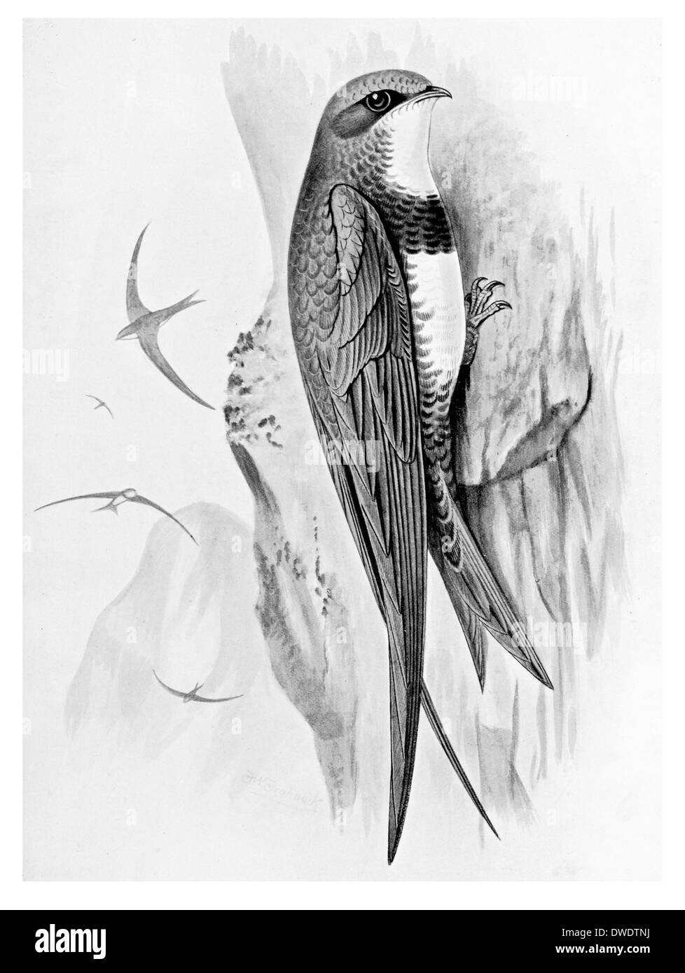 Swift bird drawing hi-res stock photography and images - Alamy