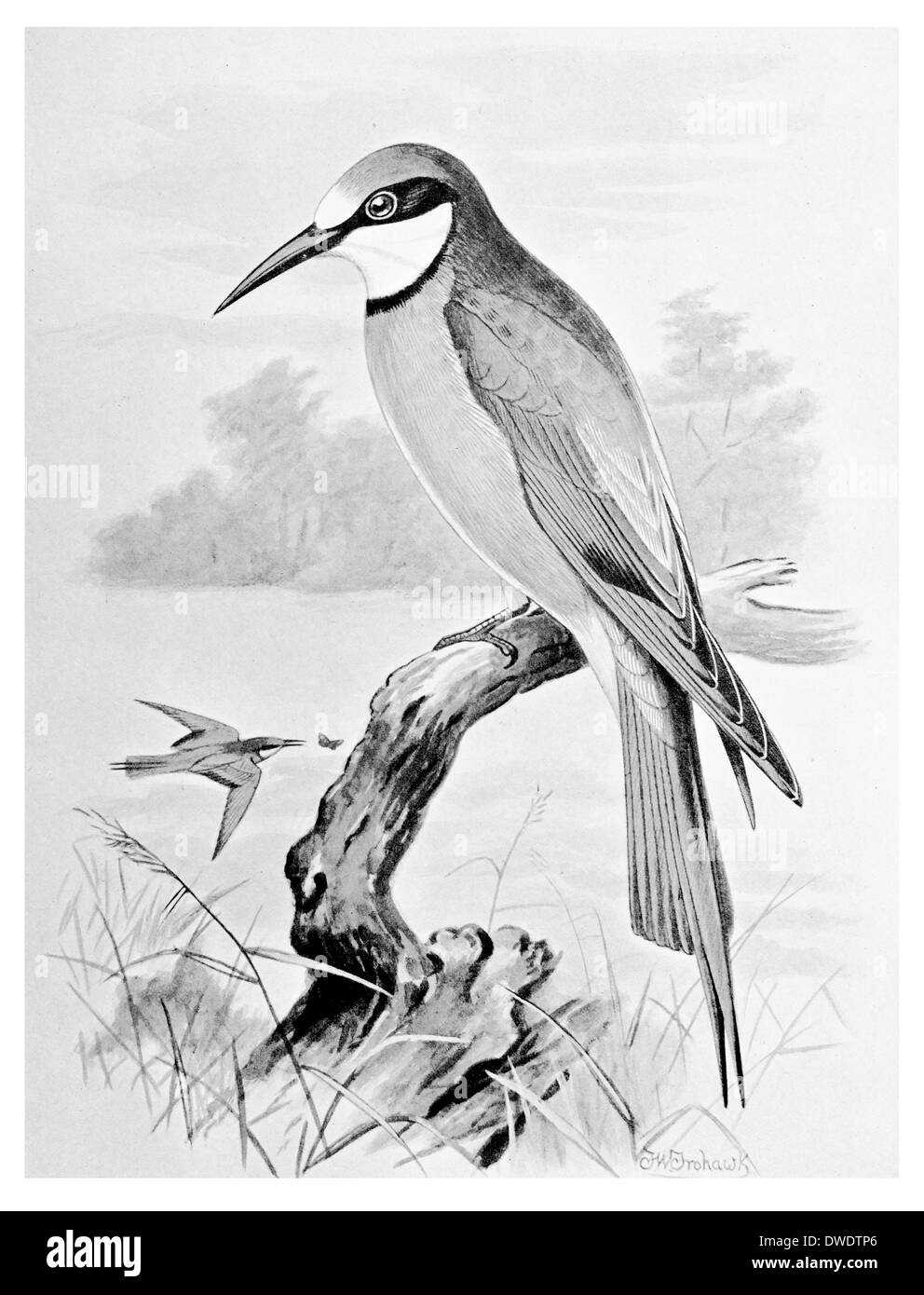 Antique drawing bee Cut Out Stock Images & Pictures - Alamy