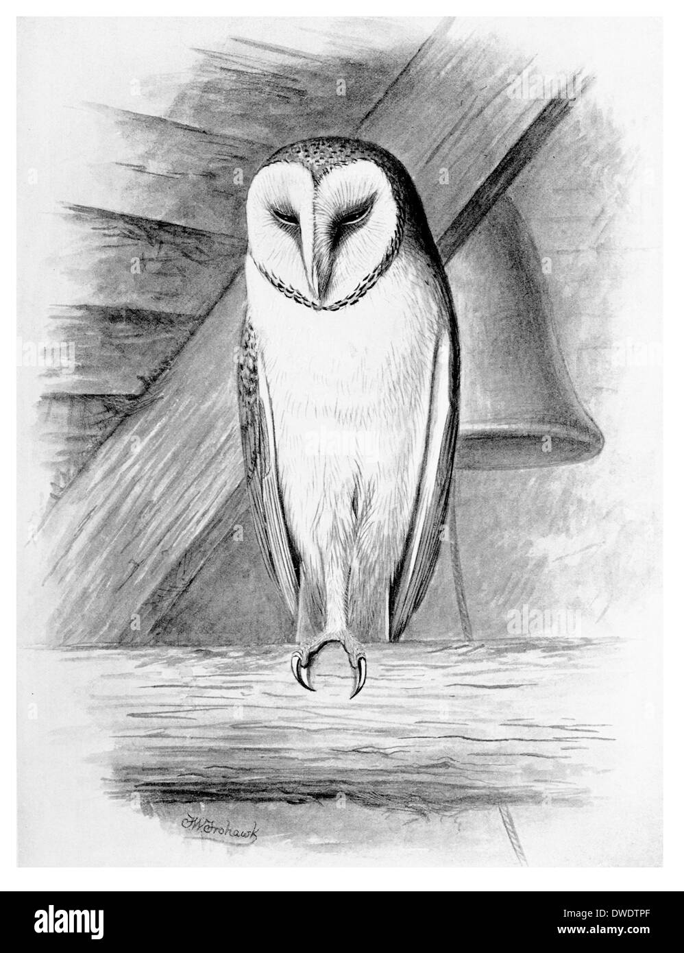 Barn egg Black and White Stock Photos & Images - Alamy