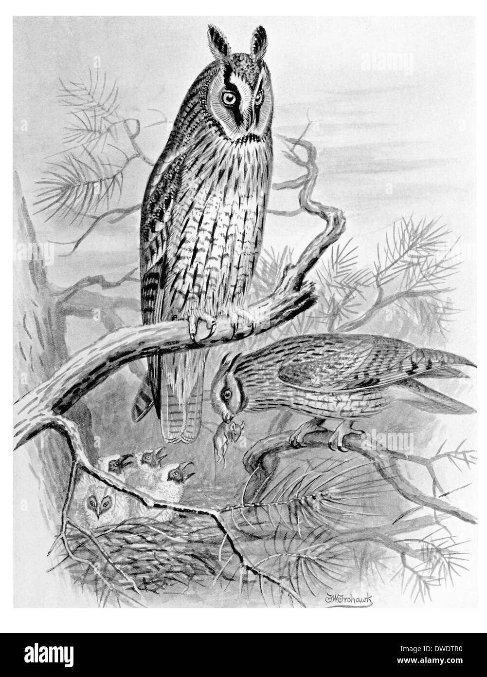 Bird long tail Black and White Stock Photos & Images - Alamy