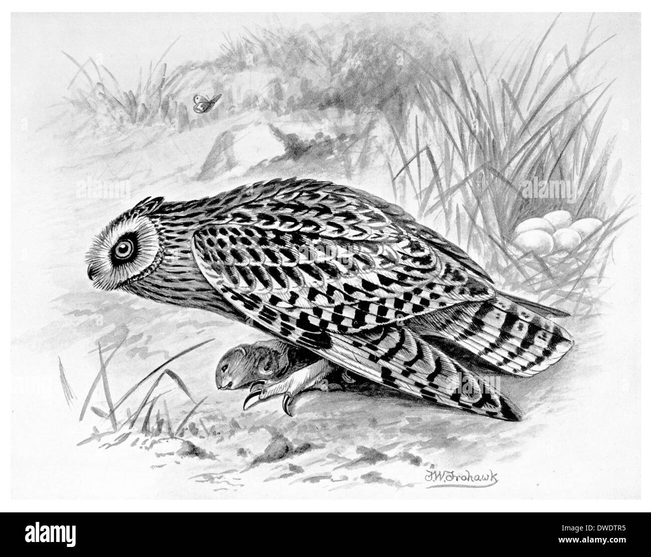 Short eared Cut Out Stock Images & Pictures - Alamy