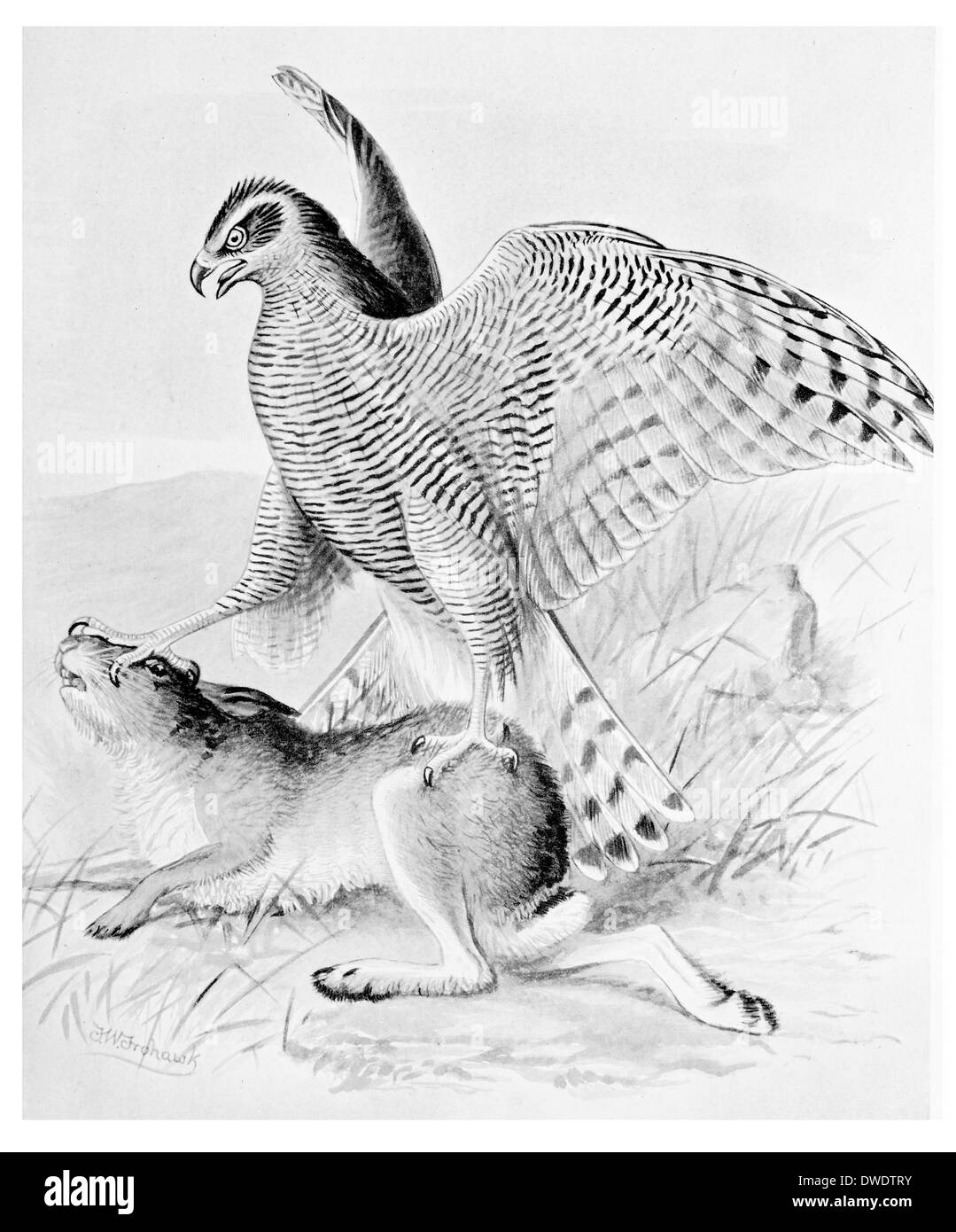 Made this hawk Black and White Stock Photos & Images - Alamy