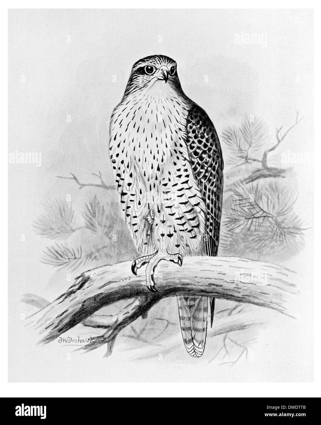 Falcon bird painting Cut Out Stock Images & Pictures - Alamy
