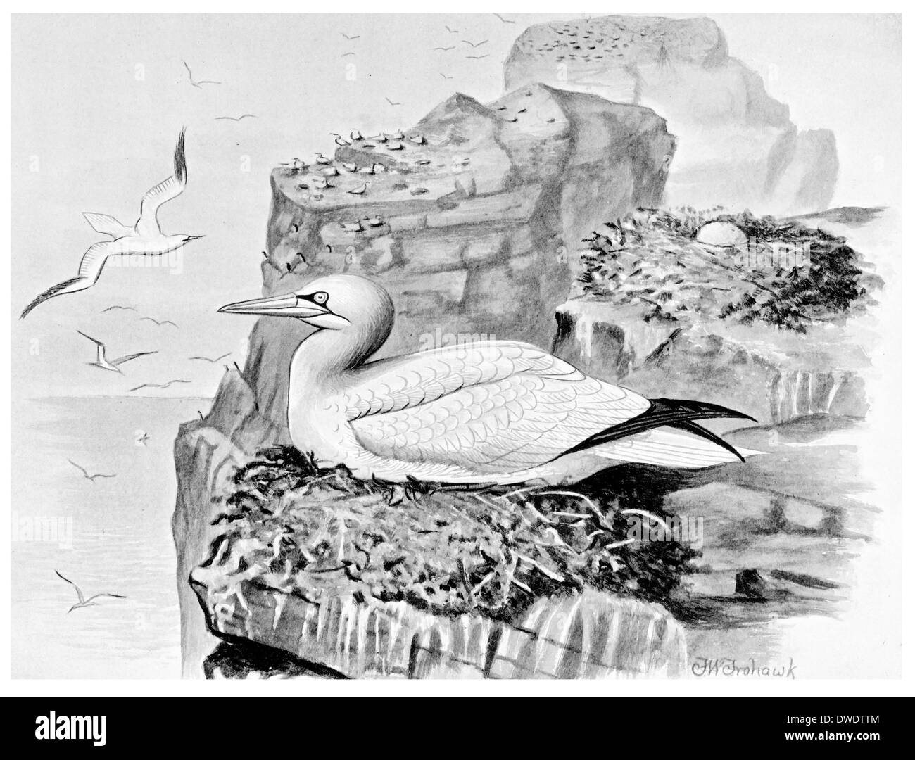 Gannet illustration hi-res stock photography and images - Alamy