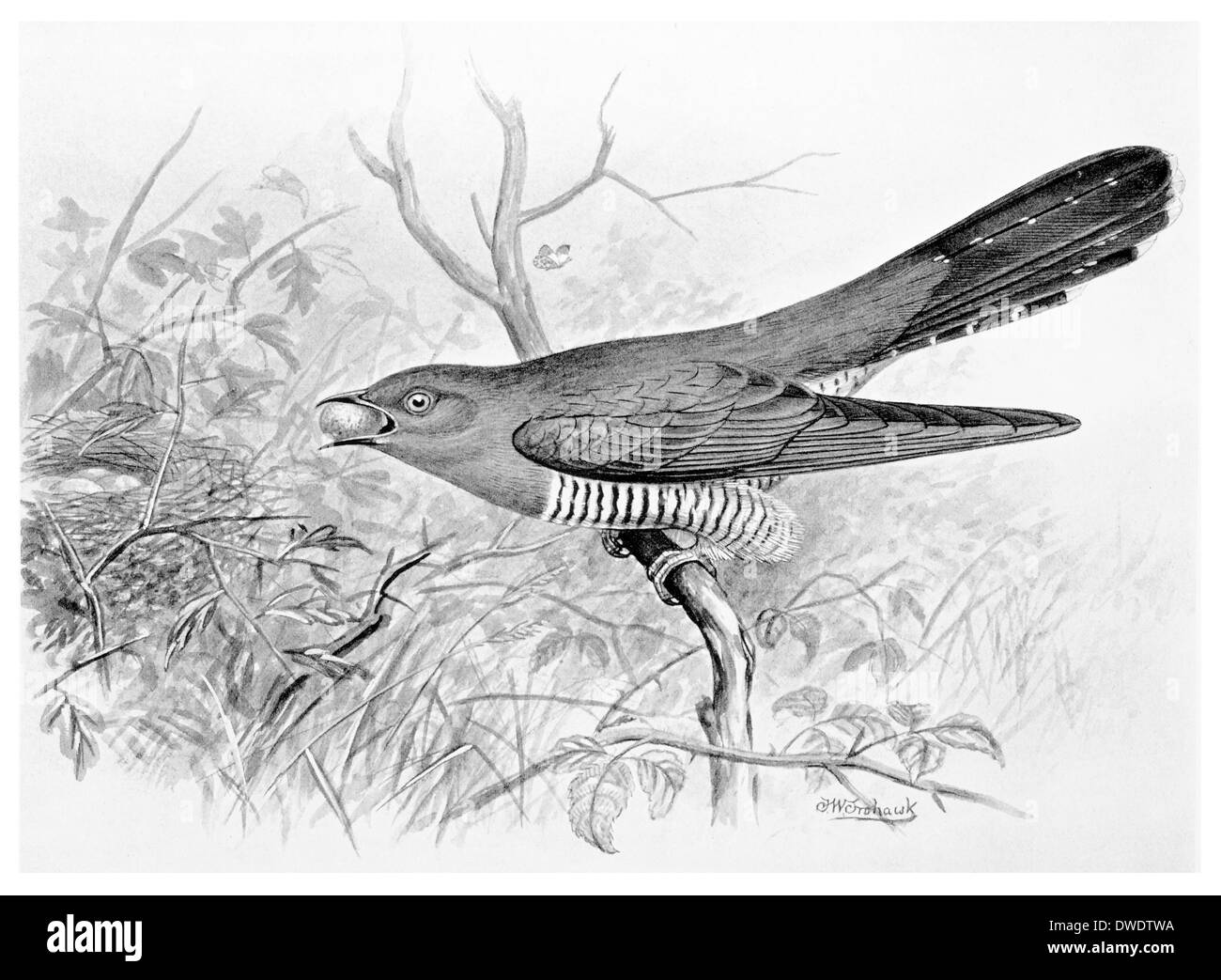 Cuckoo bird Black and White Stock Photos & Images - Alamy
