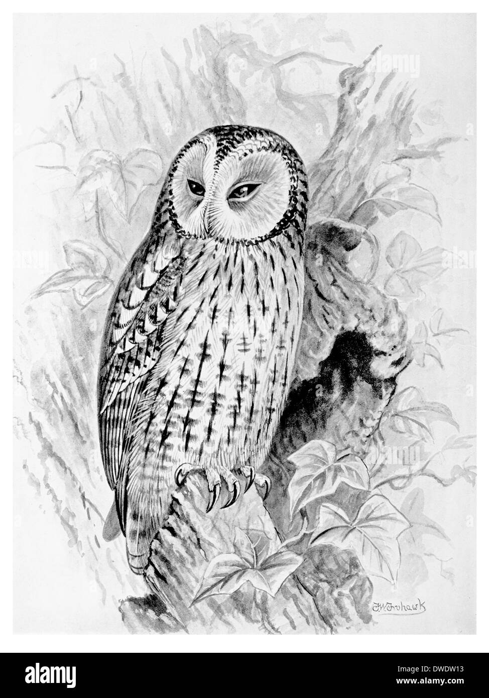 Tawny color Black and White Stock Photos & Images - Alamy