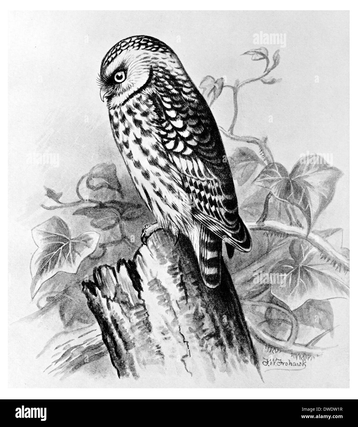 Owl print victorian hi-res stock photography and images - Alamy