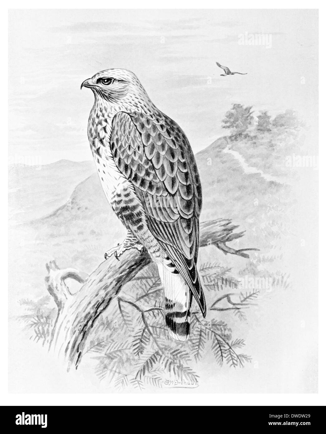 Rough flight Cut Out Stock Images & Pictures - Alamy