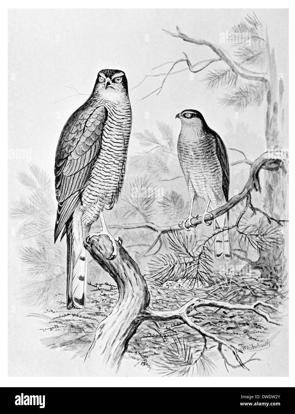 Sparrow hawk perch Black and White Stock Photos & Images - Alamy