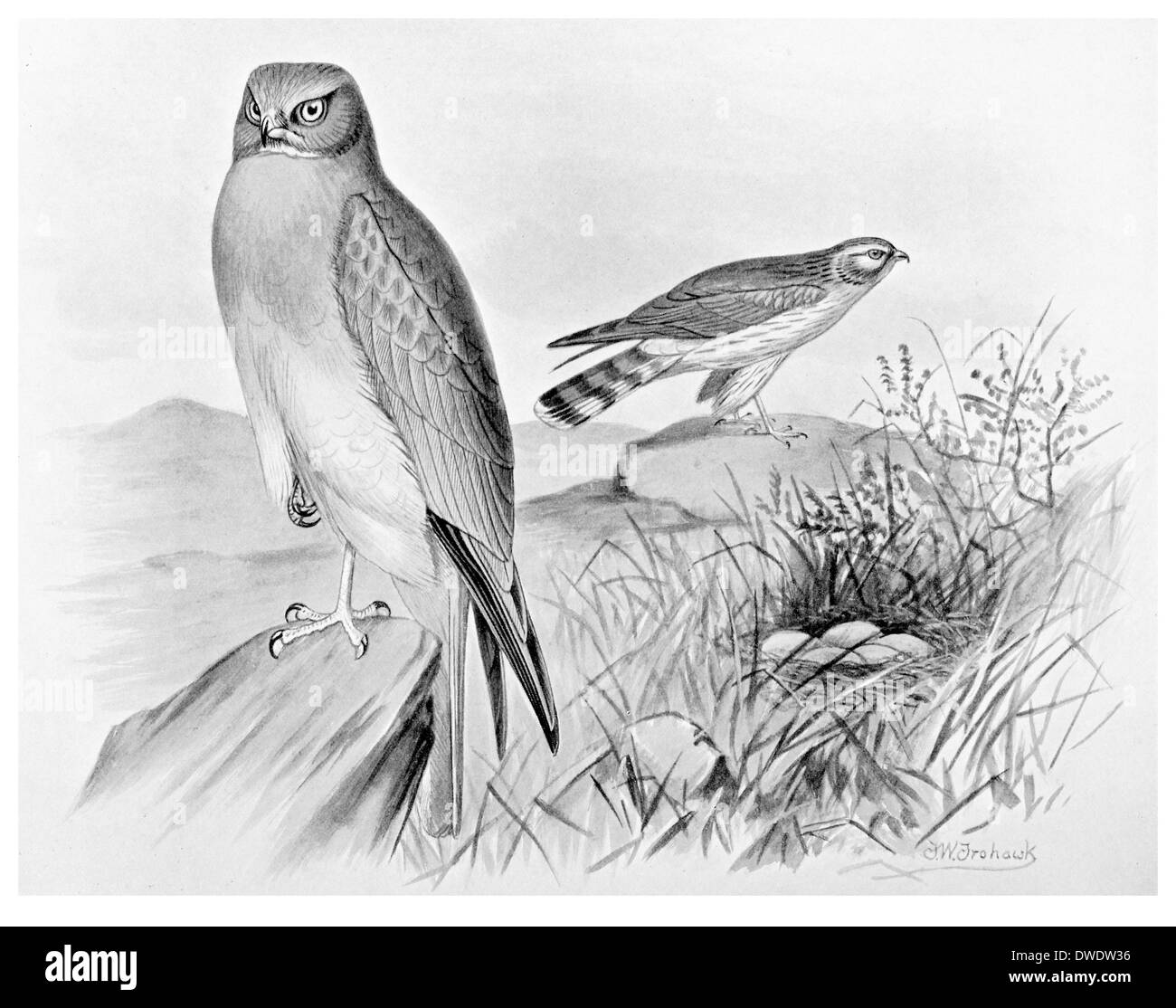 Egg laying hen Black and White Stock Photos & Images - Alamy